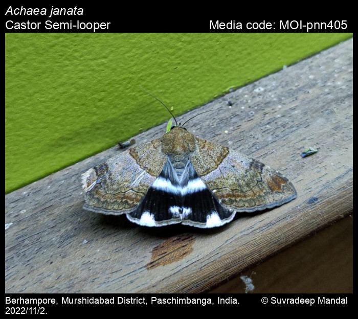 Achaea janata (Linnaeus, 1758) - Castor Semi-looper | Moths